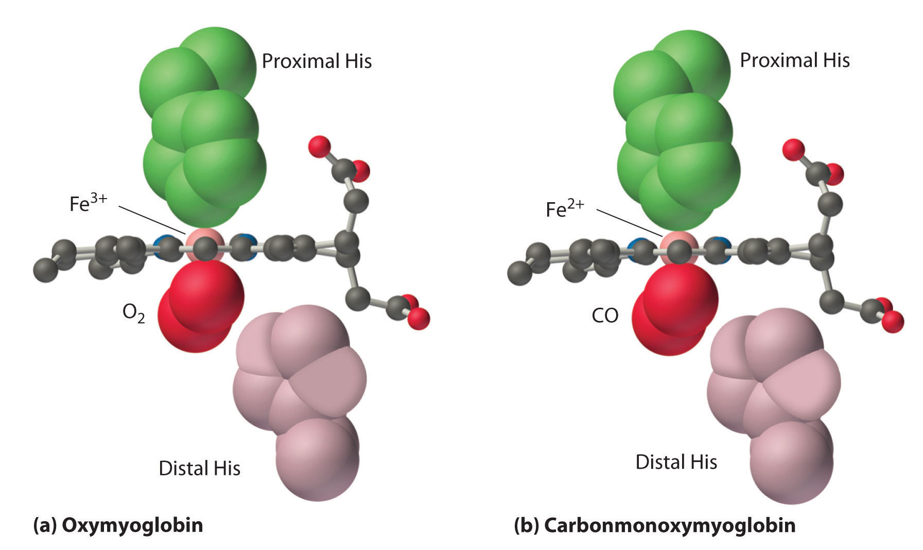 Transition Metals In Biology Chemwiki Transition Metals In Biology Chemwiki