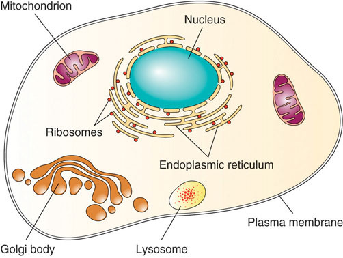 LIFE SCIENCES GR10 Cell As A Basic Unit Of Life Create WebQuest LIFE SCIENCES GR10 Cell As A Basic Unit Of Life Create WebQuest